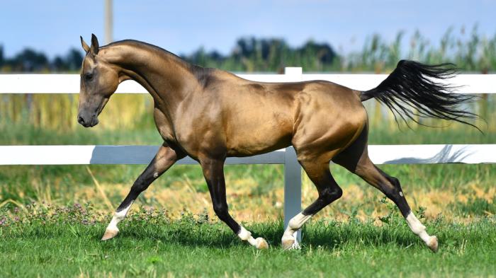 Achal Tekkiner - das edle Pferd mit dem Goldschimmer